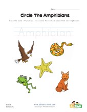 All About Amphibians Worksheet | All Kids Network