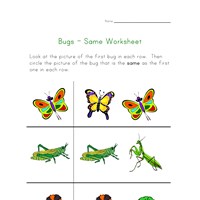 Bug Worksheets for Kids | All Kids Network
